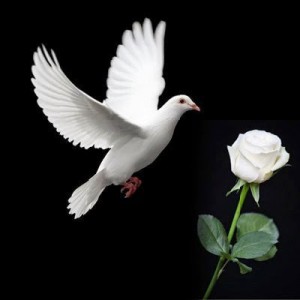 Cinta Buta Sang Merpati | Ciungtips™